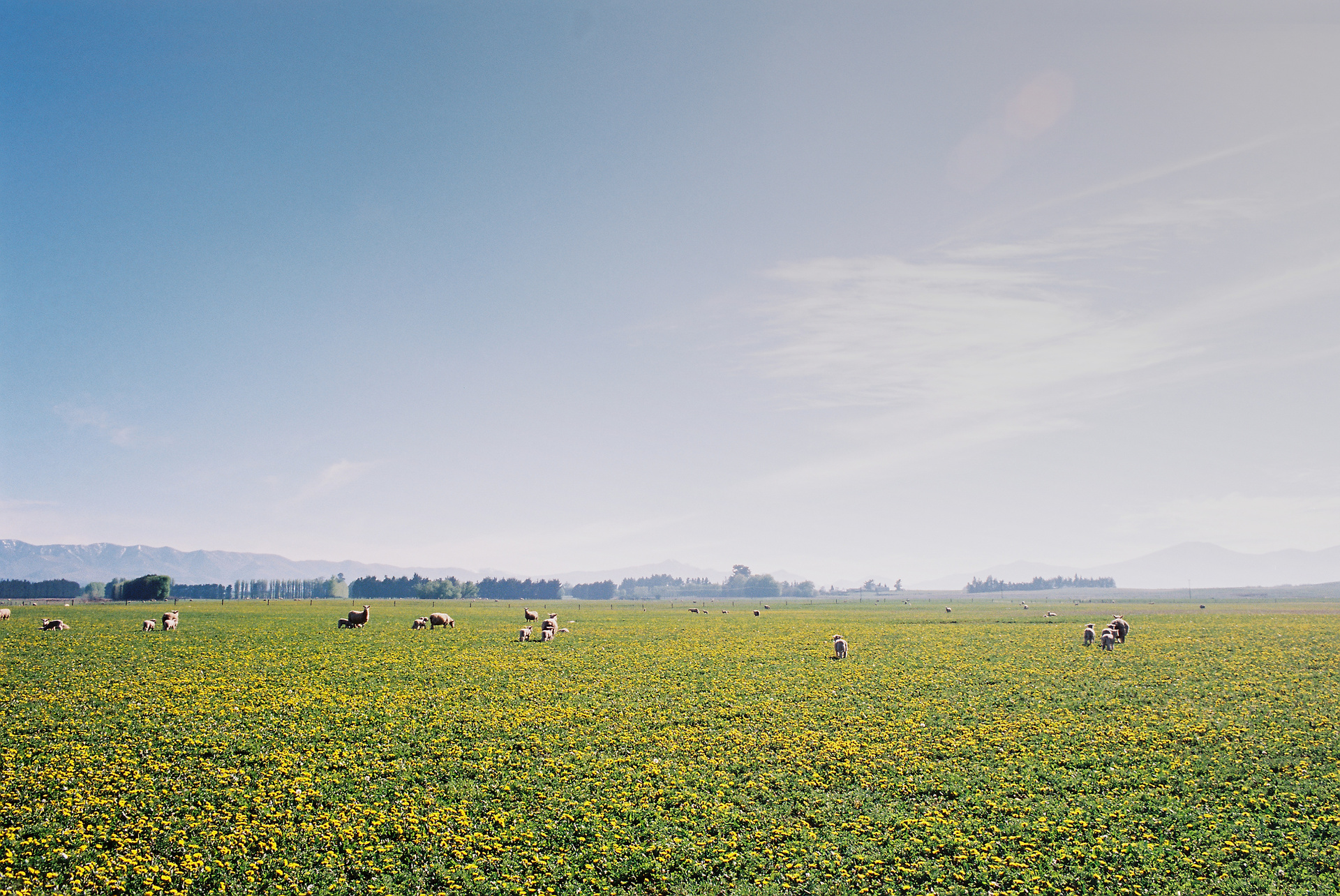 Maniototo Landscapes